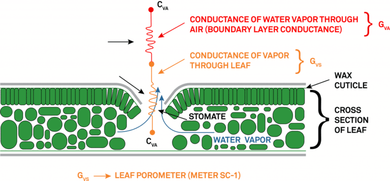 Cómo medir la Transpiración - BLOG BIOFÍSICA AMBIENTAL